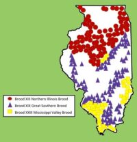Cicada Hunters Report Record Season - Escape to Elsah, Illinois